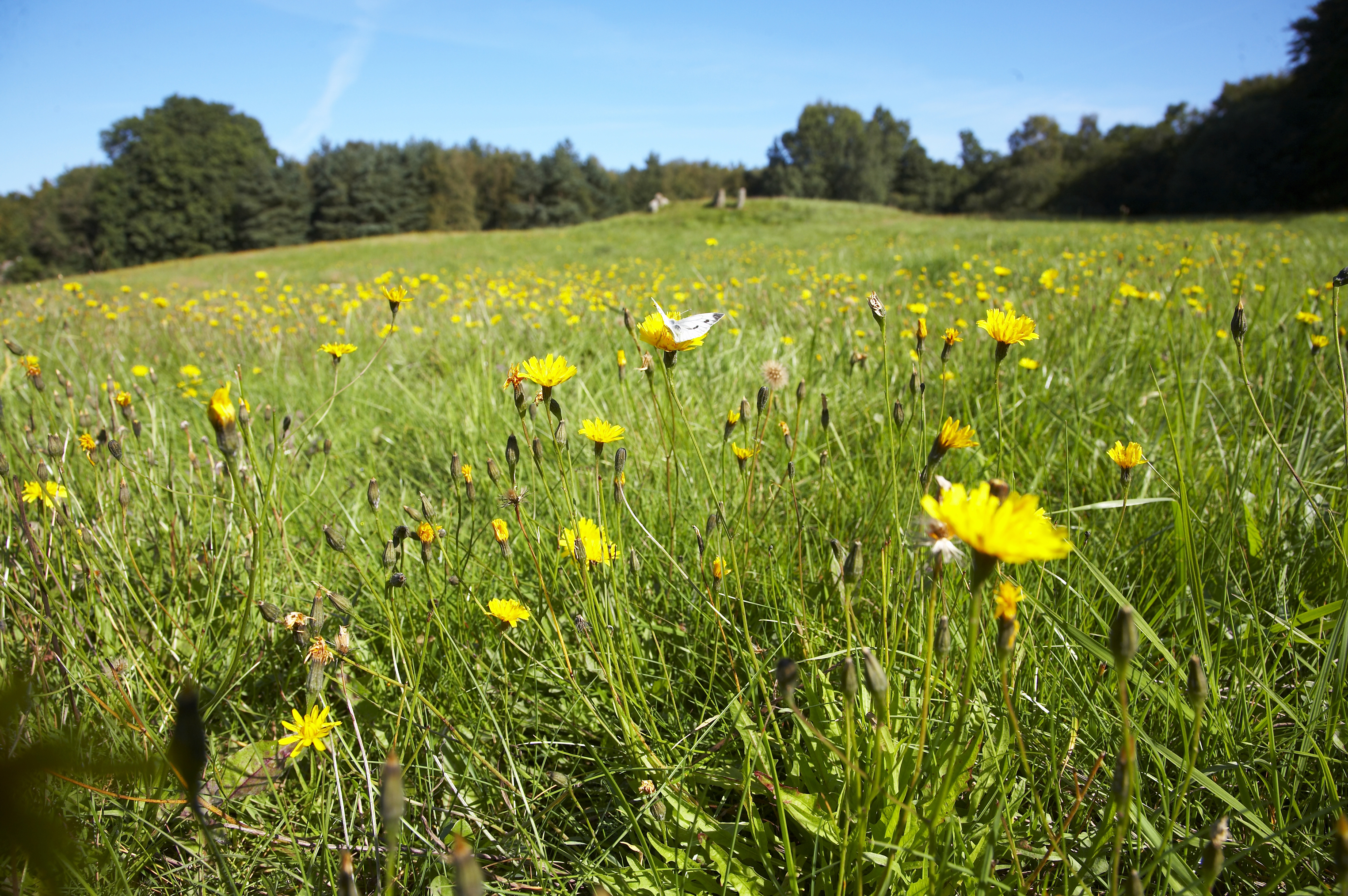 Evida sætter gang i forundersøgelse af brintrør på to jyske strækninger