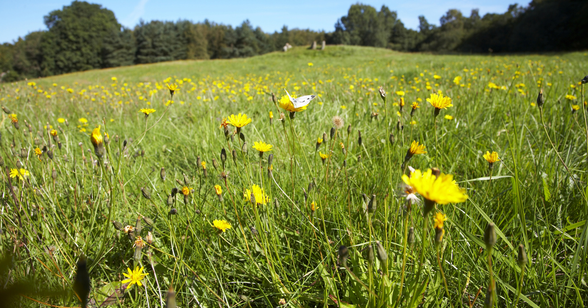 Evida sætter gang i forundersøgelse af brintrør på to jyske strækninger